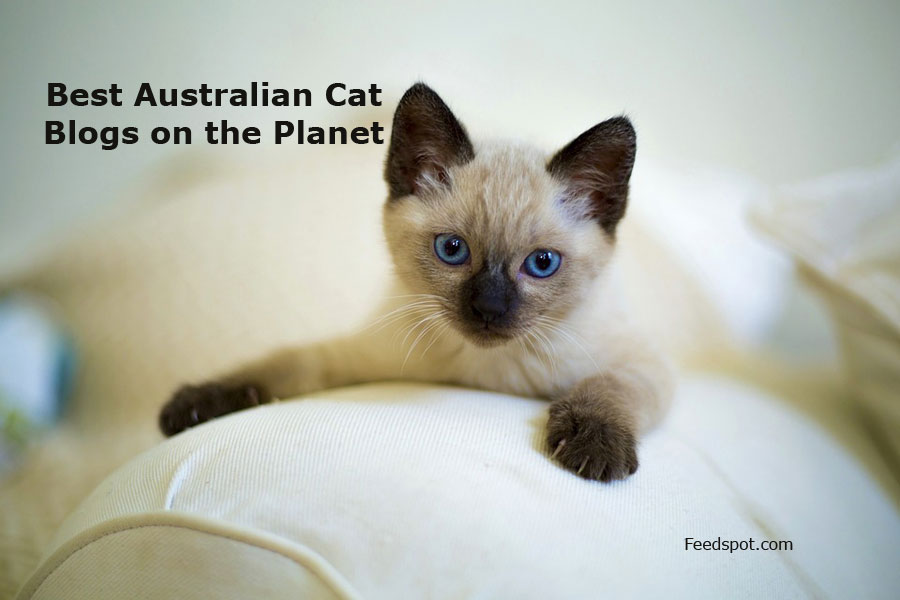 10 Best Australian Cat Blogs and Websites in 2025